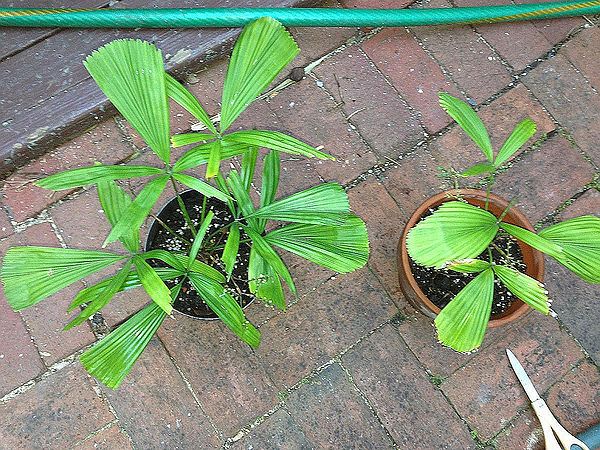 Licuala triphylla - Palmpedia - Palm Grower's Guide