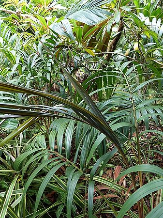 Loxococcus rupicola - Palmpedia - Palm Grower's Guide
