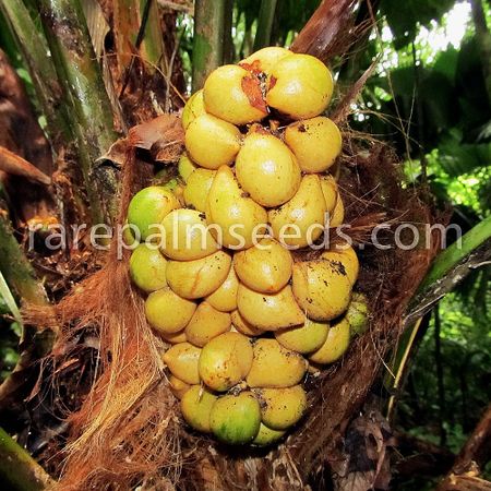 Sabinaria magnifica - Palmpedia - Palm Grower's Guide