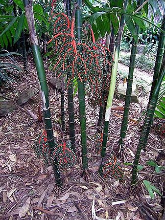 Chamaedorea tepejilote - Palmpedia - Palm Grower's Guide