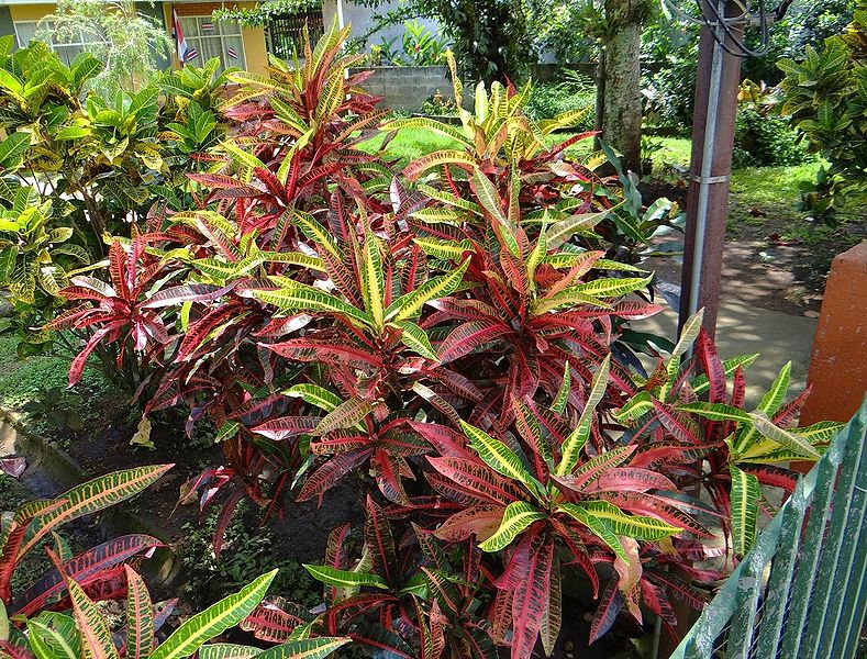 VEITCHII - Palmpedia - Palm Grower's Guide