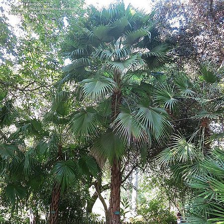 Brahea brandegeei - Palmpedia - Palm Grower's Guide
