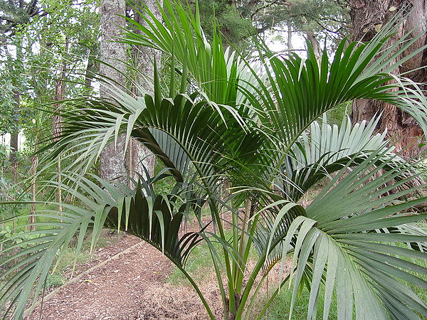 Howea belmoreana - Palmpedia - Palm Grower's Guide