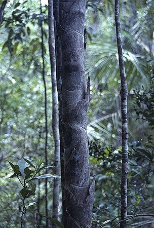 Ravenea lakatra - Palmpedia - Palm Grower's Guide