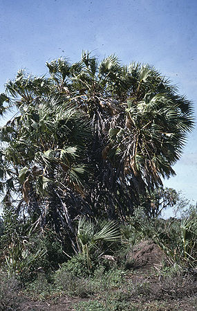 Hyphaene compressa - Palmpedia - Palm Grower's Guide