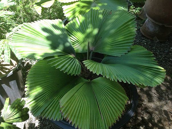 Licuala orbicularis - Palmpedia - Palm Grower's Guide