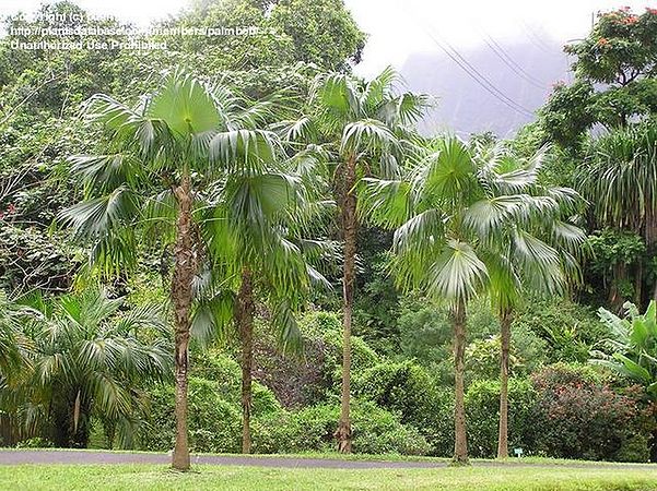 Coccothrinax barbadensis - Palmpedia - Palm Grower's Guide