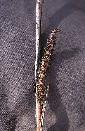 Calamus harmandii - Palmpedia - Palm Grower's Guide