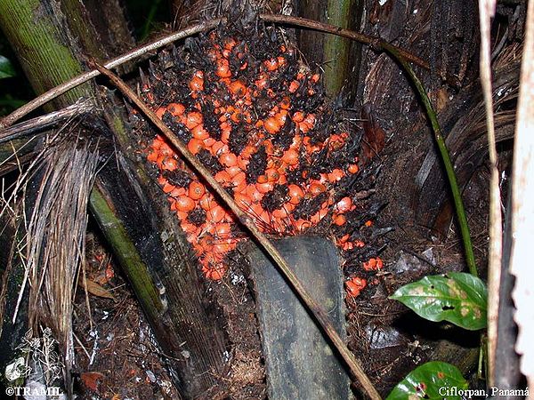 Elaeis oleifera - Palmpedia - Palm Grower's Guide