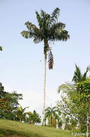 Oenocarpus bacaba - Palmpedia - Palm Grower's Guide