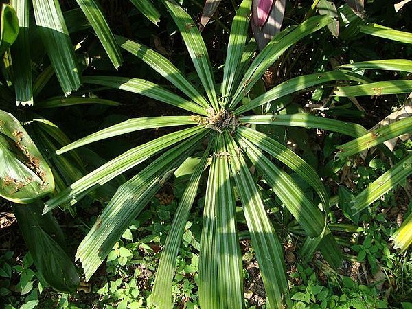 Licuala paludosa - Palmpedia - Palm Grower's Guide