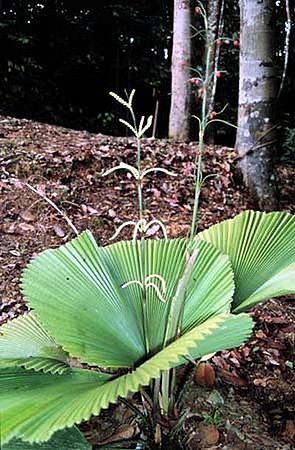 Licuala orbicularis - Palmpedia - Palm Grower's Guide
