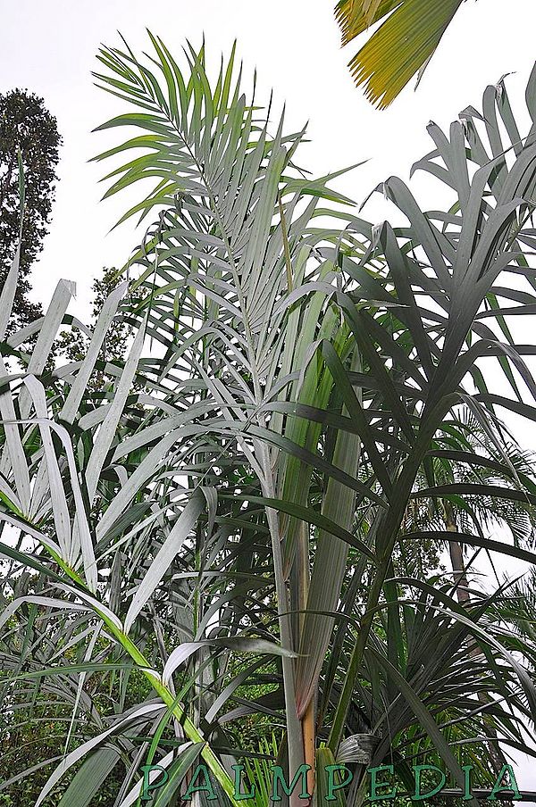 Palmpedia - Palm Grower's Guide
