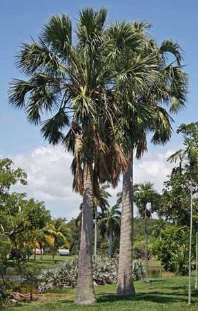 Sabal domingensis - Palmpedia - Palm Grower's Guide