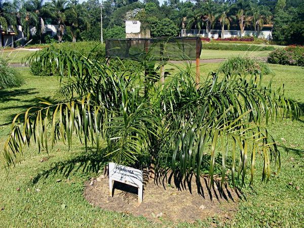 Syagrus cocoides - Palmpedia - Palm Grower's Guide