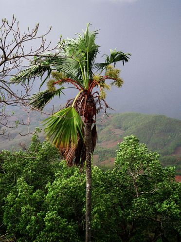 Trachycarpus martianus - Palmpedia - Palm Grower's Guide