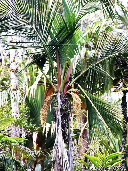Ravenea beentjei - Palmpedia - Palm Grower's Guide