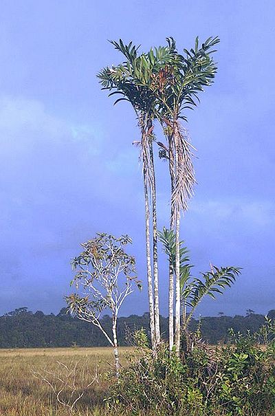 Bactris campestris - Palmpedia - Palm Grower's Guide