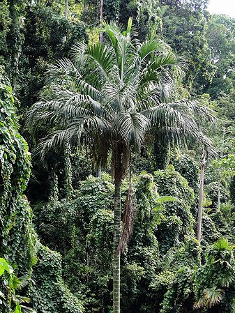 Pigafetta filaris - Palmpedia - Palm Grower's Guide