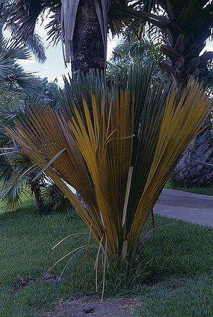 Copernicia rigida - Palmpedia - Palm Grower's Guide
