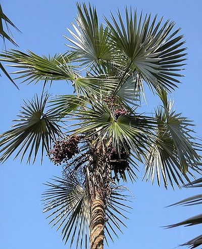 Coccothrinax argentata - Palmpedia - Palm Grower's Guide