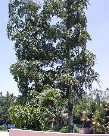 Caryota urens - Palmpedia - Palm Grower's Guide
