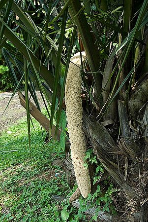 Phytelephas macrocarpa - Palmpedia - Palm Grower's Guide