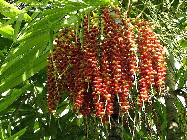 Ptychosperma microcarpum - Palmpedia - Palm Grower's Guide