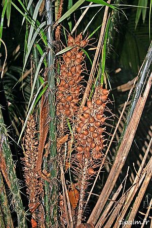 Astrocaryum paramaca - Palmpedia - Palm Grower's Guide