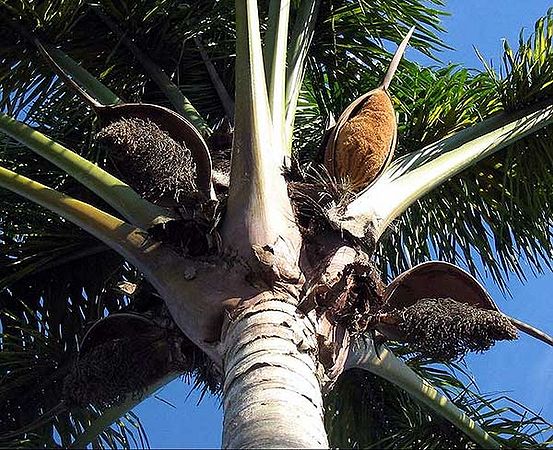 Attalea maripa - Palmpedia - Palm Grower's Guide