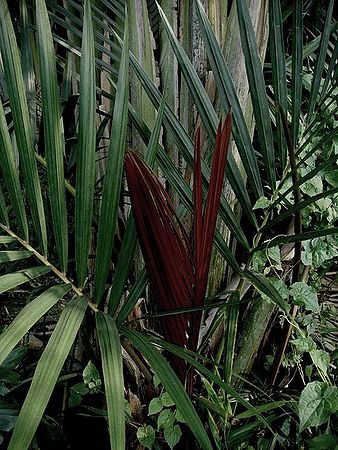 Metroxylon sagu - Palmpedia - Palm Grower's Guide