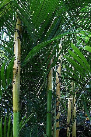 Pinanga dicksonii - Palmpedia - Palm Grower's Guide