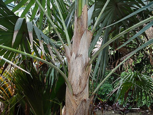 Coccothrinax macroglossa - Palmpedia - Palm Grower's Guide