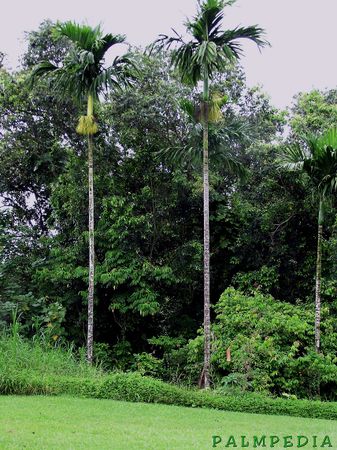 Areca catechu - Palmpedia - Palm Grower's Guide