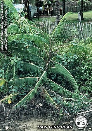 Calamus erinaceus - Palmpedia - Palm Grower's Guide