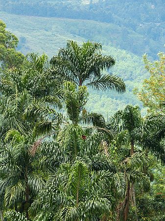 Oncosperma fasciculatum - Palmpedia - Palm Grower's Guide