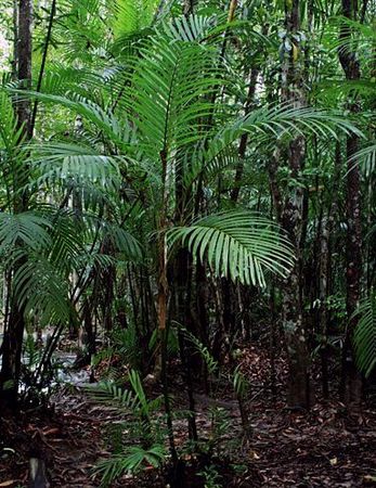 Pinanga adangensis - Palmpedia - Palm Grower's Guide