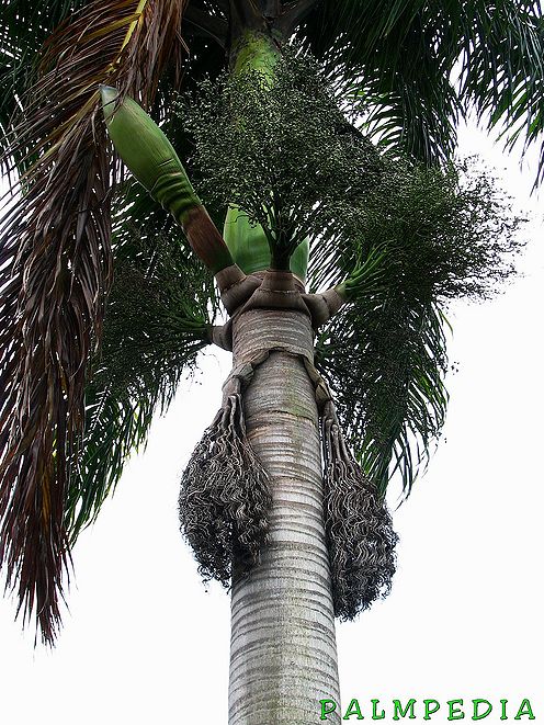 Roystonea oleracea - Palmpedia - Palm Grower's Guide