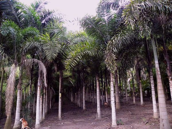 Syagrus picrophylla - Palmpedia - Palm Grower's Guide
