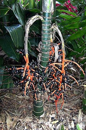 Chamaedorea tepejilote - Palmpedia - Palm Grower's Guide