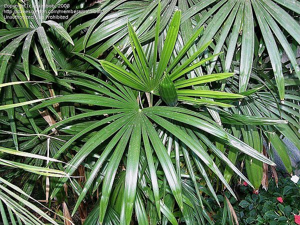 Rhapis humilis - Palmpedia - Palm Grower's Guide