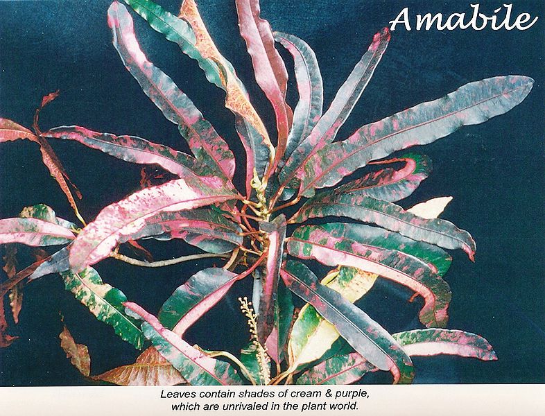 AMABILE - Palmpedia - Palm Grower's Guide