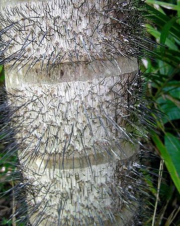 Bactris gasipaes - Palmpedia - Palm Grower's Guide