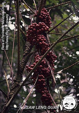 Calamus peregrinus - Palmpedia - Palm Grower's Guide
