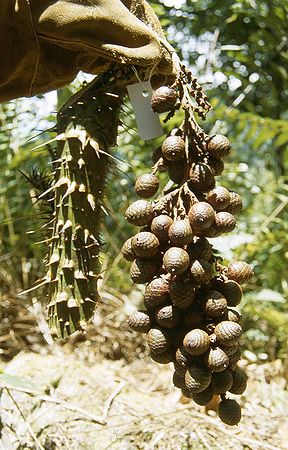 Daemonorops didymophylla - Palmpedia - Palm Grower's Guide