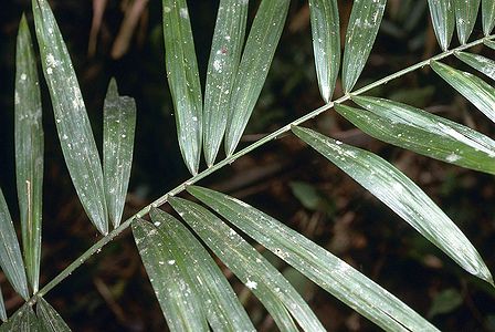 Daemonorops longistipes - Palmpedia - Palm Grower's Guide
