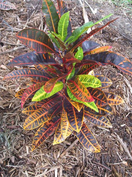 PHILIPPINE RED - Palmpedia - Palm Grower's Guide