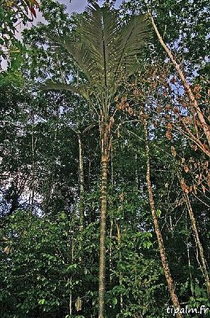 Astrocaryum rodriguesii - Palmpedia - Palm Grower's Guide