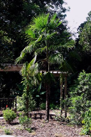 Trachycarpus latisectus - Palmpedia - Palm Grower's Guide