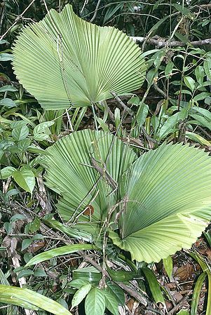 Licuala orbicularis - Palmpedia - Palm Grower's Guide